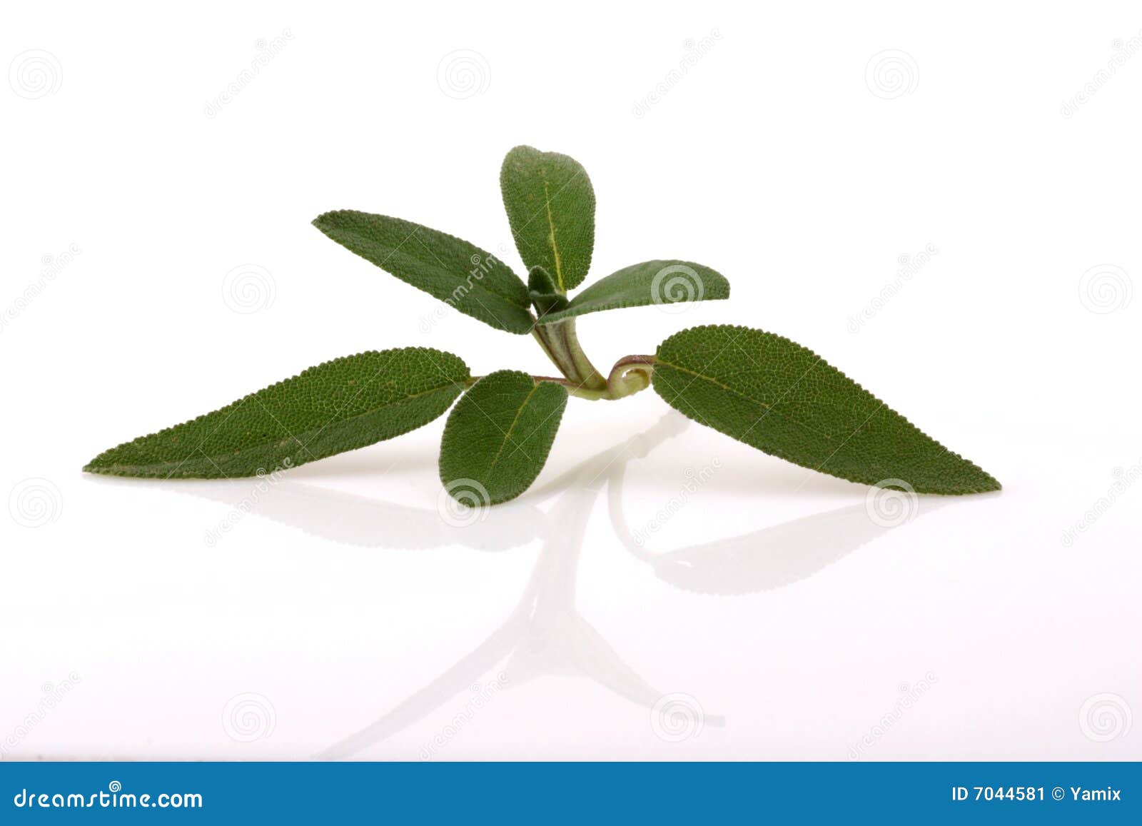 Fresh sage stock image. Image of twig, sage, vegetarian - 7044581