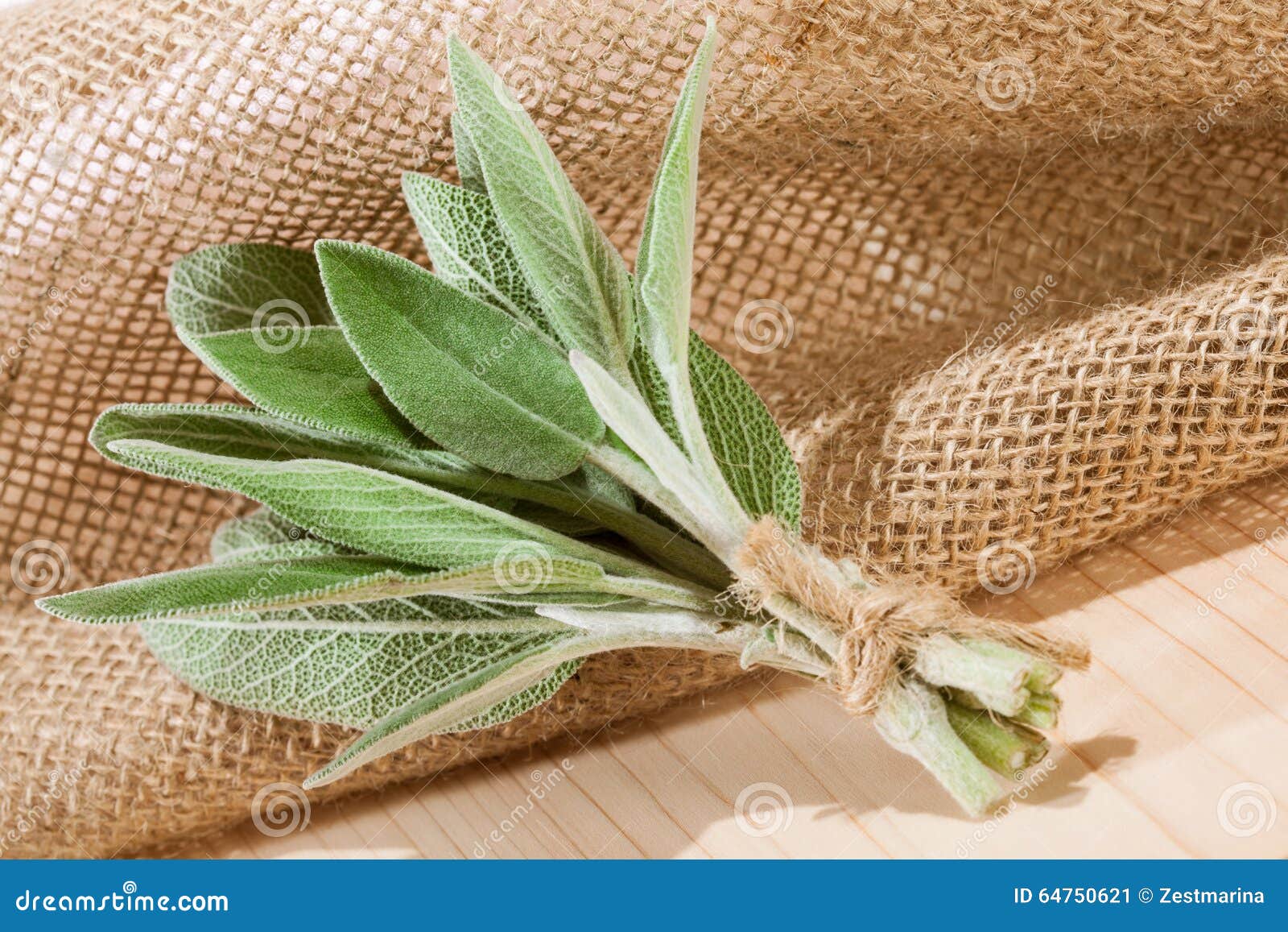 Fresh sage stock image. Image of closeup, fresh, aroma - 64750621