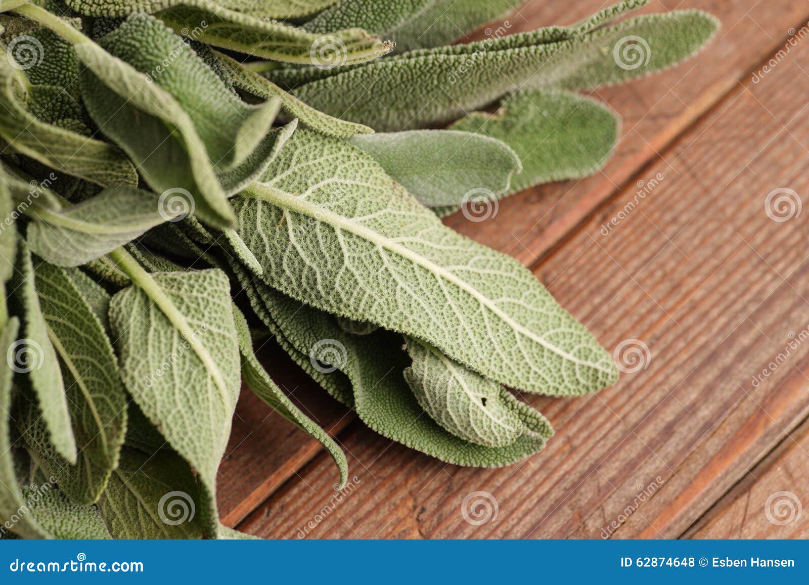 Fresh Sage Bundle stock photo. Image of leaves, seasoning - 62874648