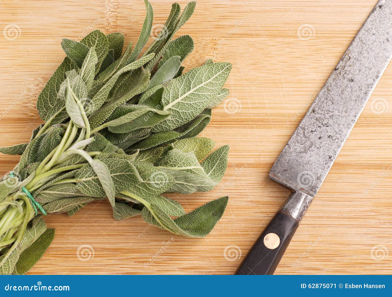 Fresh Sage Bundle stock image. Image of sage, folium - 62875071