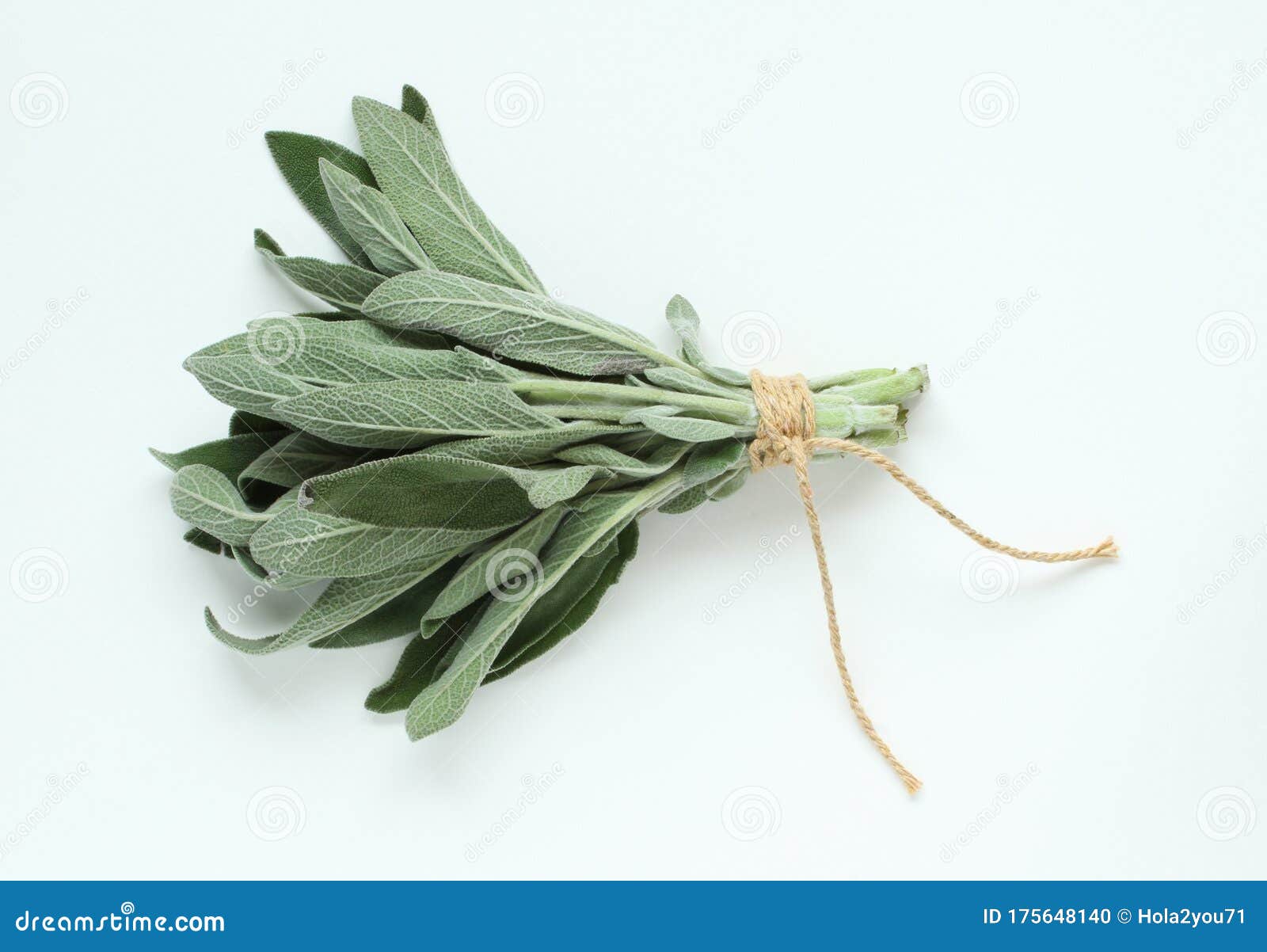 Sage bunch stock photo. Image of scent, fresh, brightly - 175648140