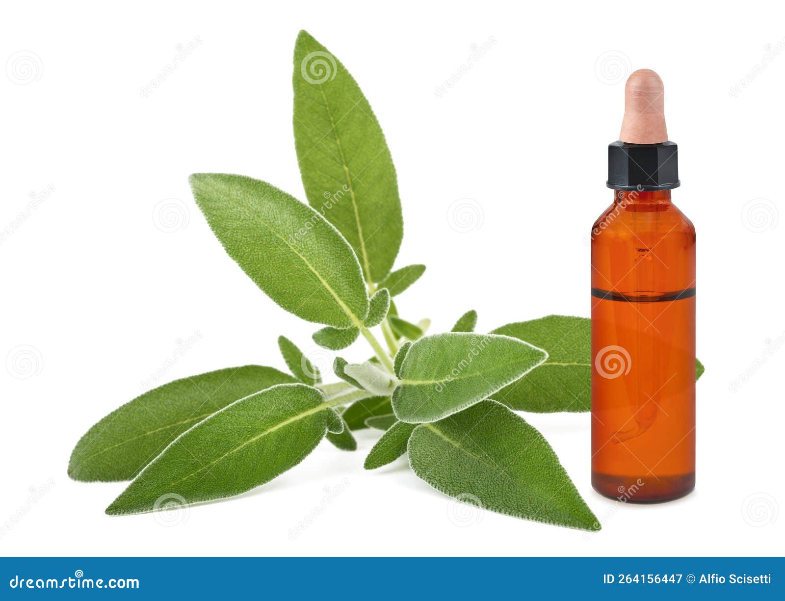Fresh Sage with Essence Bottle Stock Image - Image of natural ...