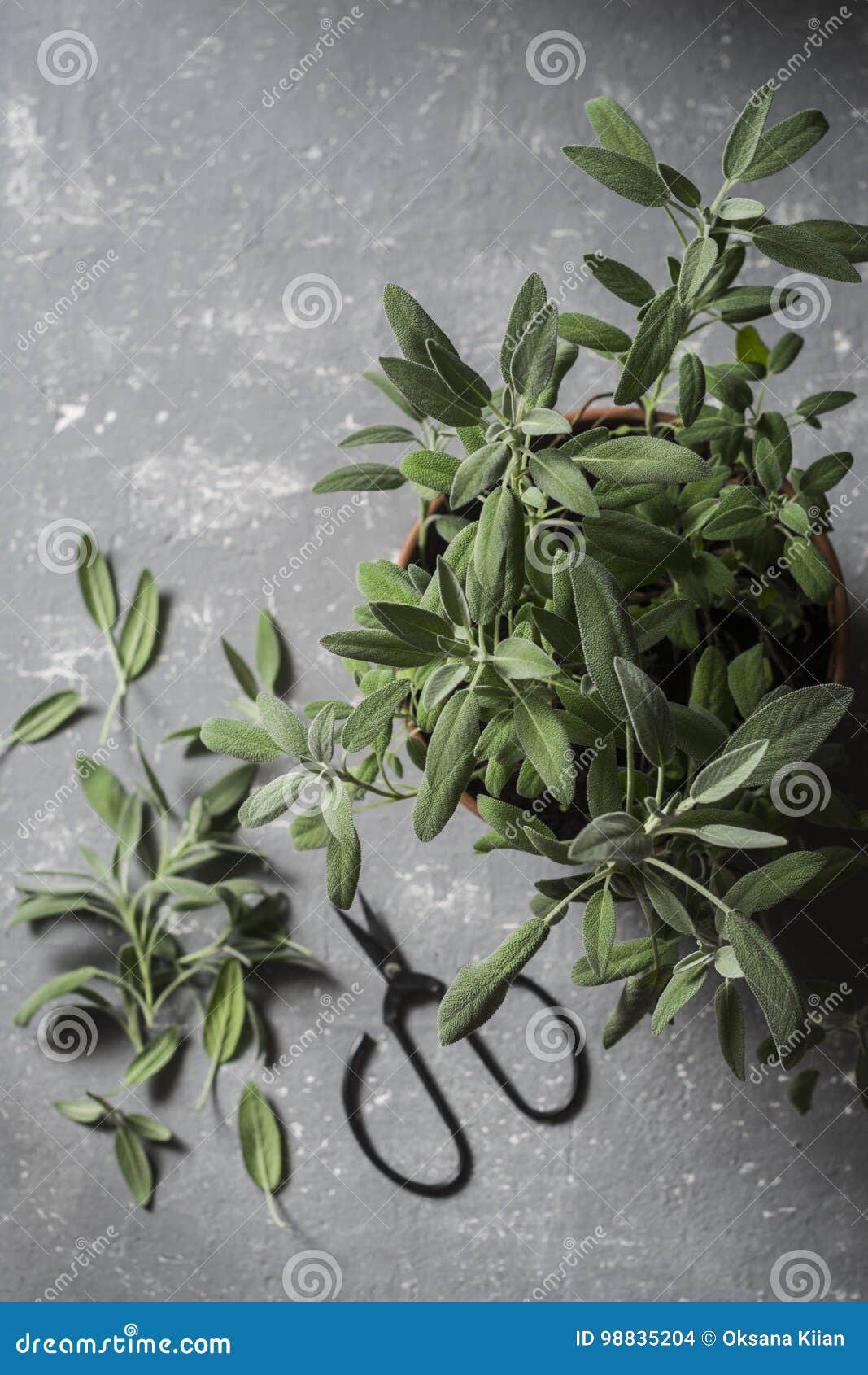 Fresh Sage in a Flower Pot on Grey Background Stock Photo - Image of ...