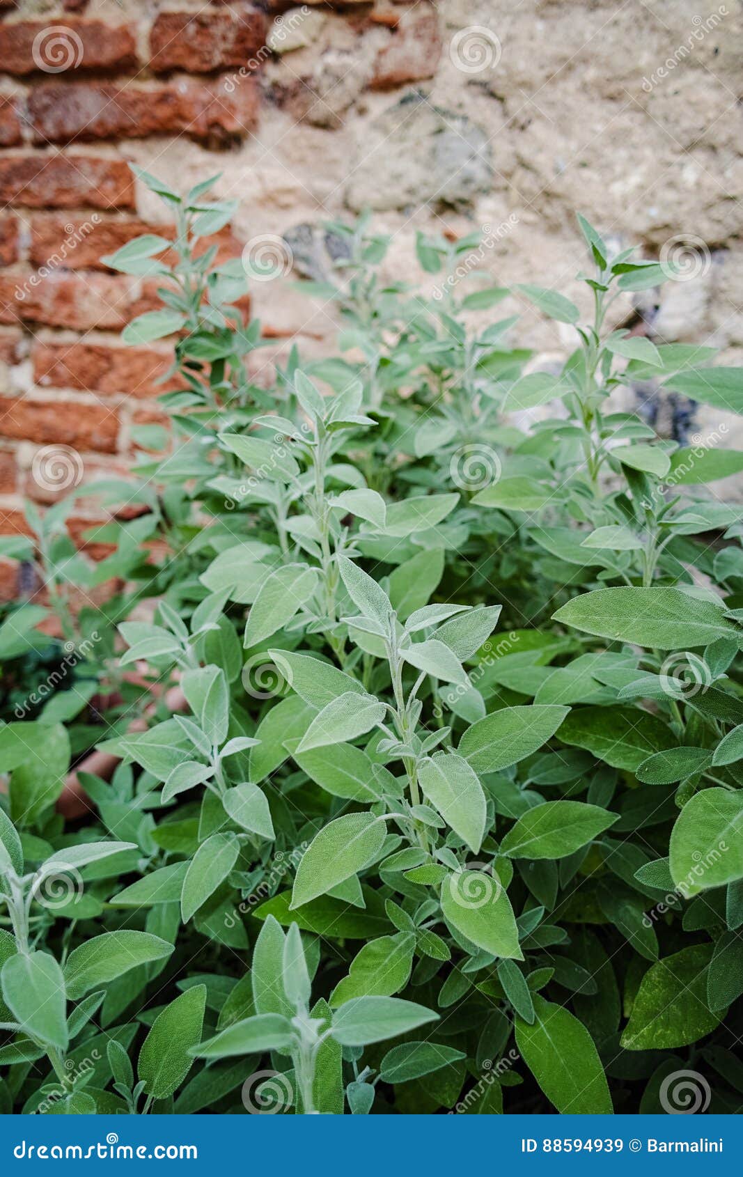Fresh Sage in the Herb Garden Stock Image - Image of italy, organic ...