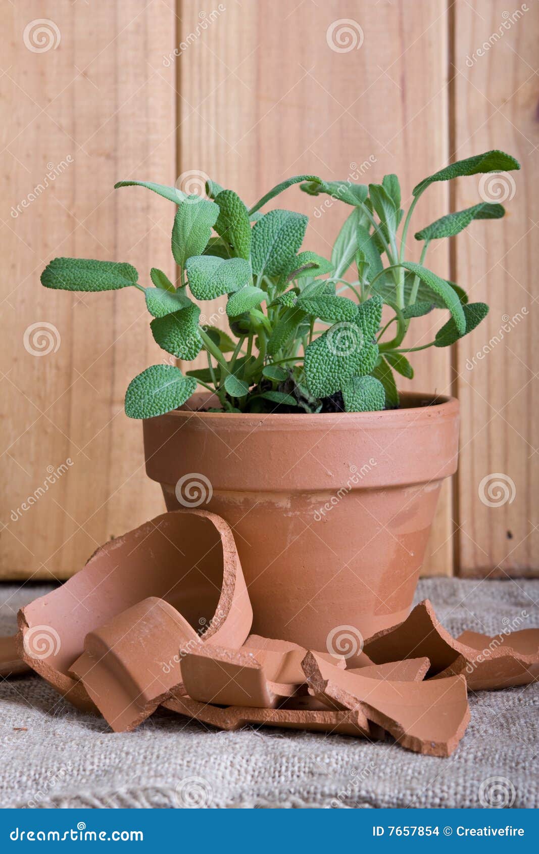 Fresh Sage Herb in Terracotta Pot Stock Photo - Image of gardening ...