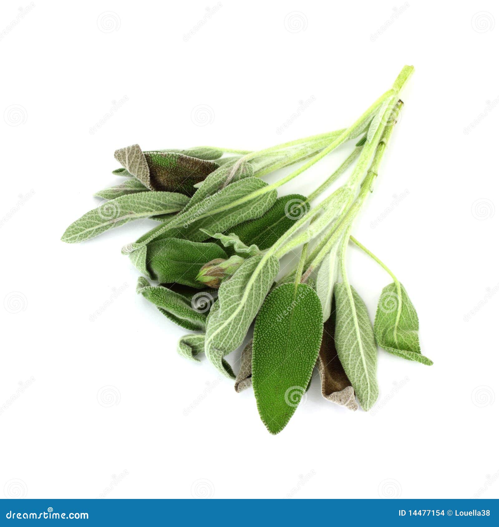 Fresh Sage Leaves stock photo. Image of emerging, blossom - 14477154