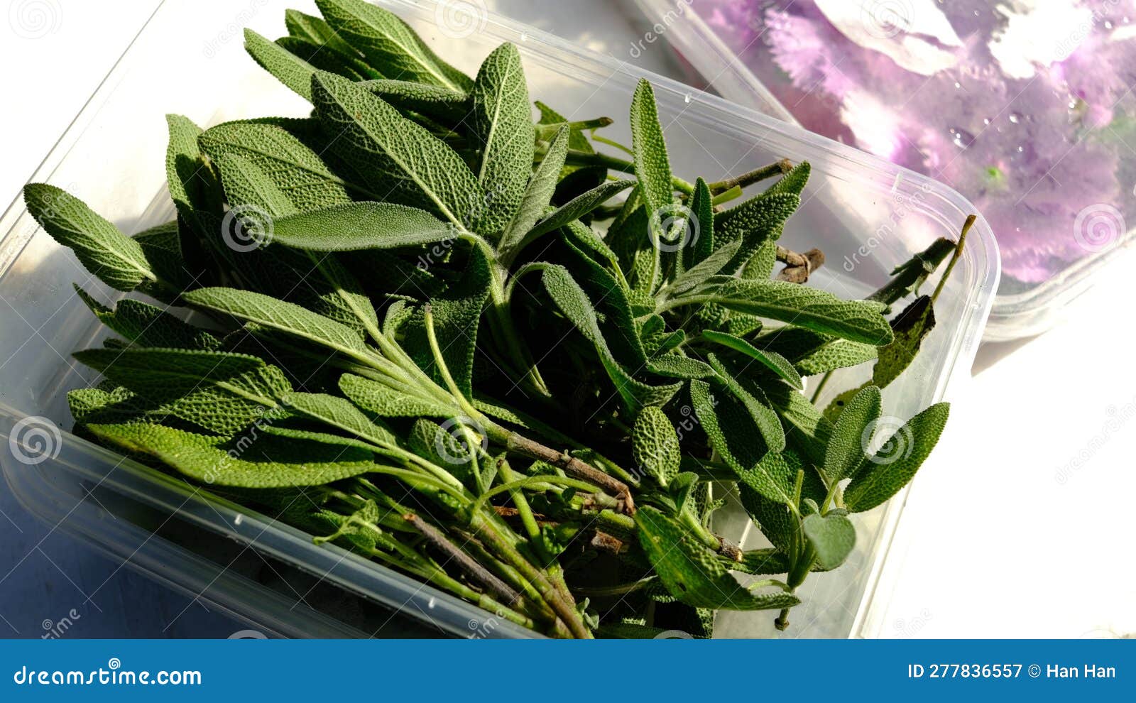 Fresh Sage or Salvia Officinalis. Stock Image - Image of beauty ...