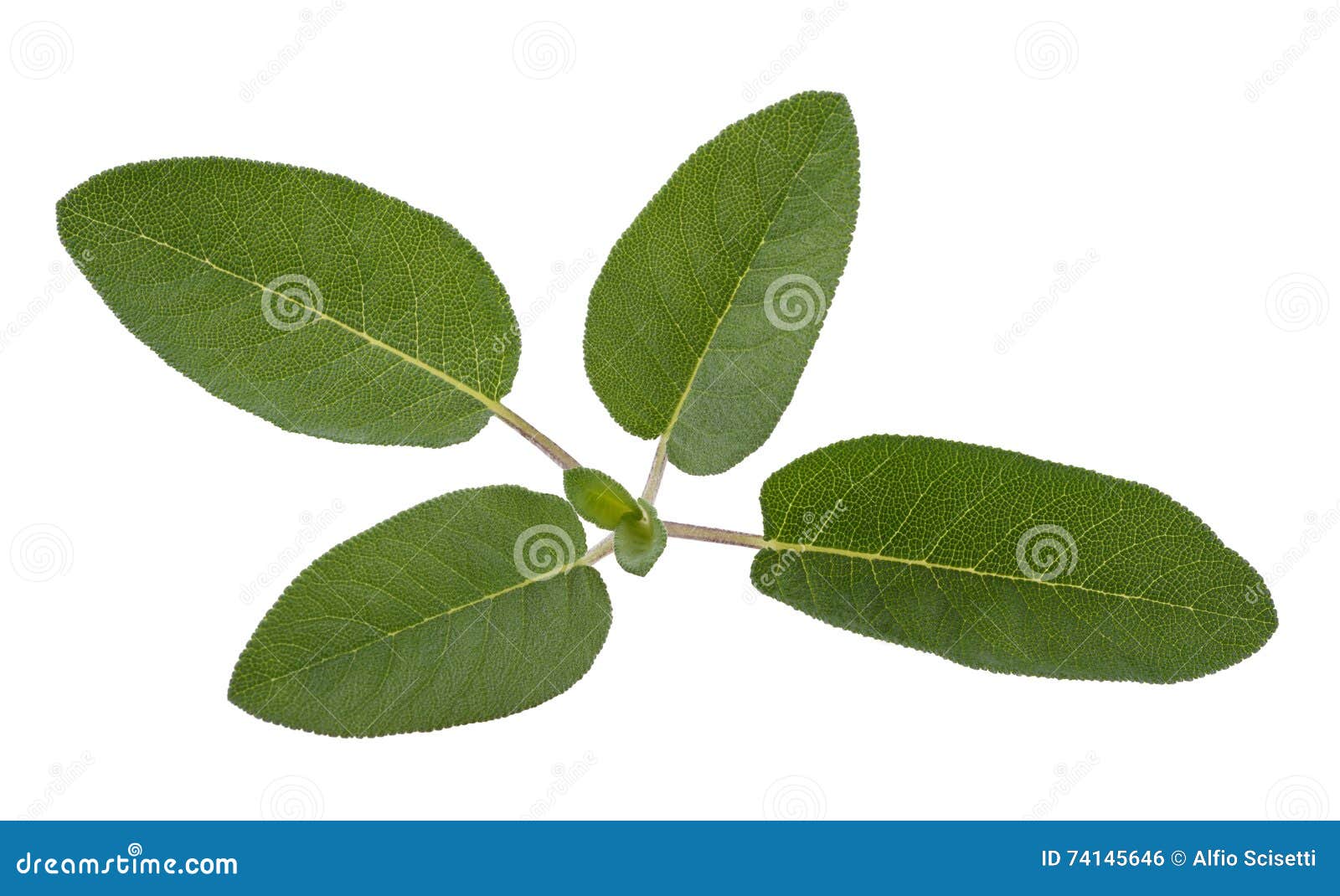 Fresh Sage sprig stock photo. Image of ingredient, salvia - 74145646