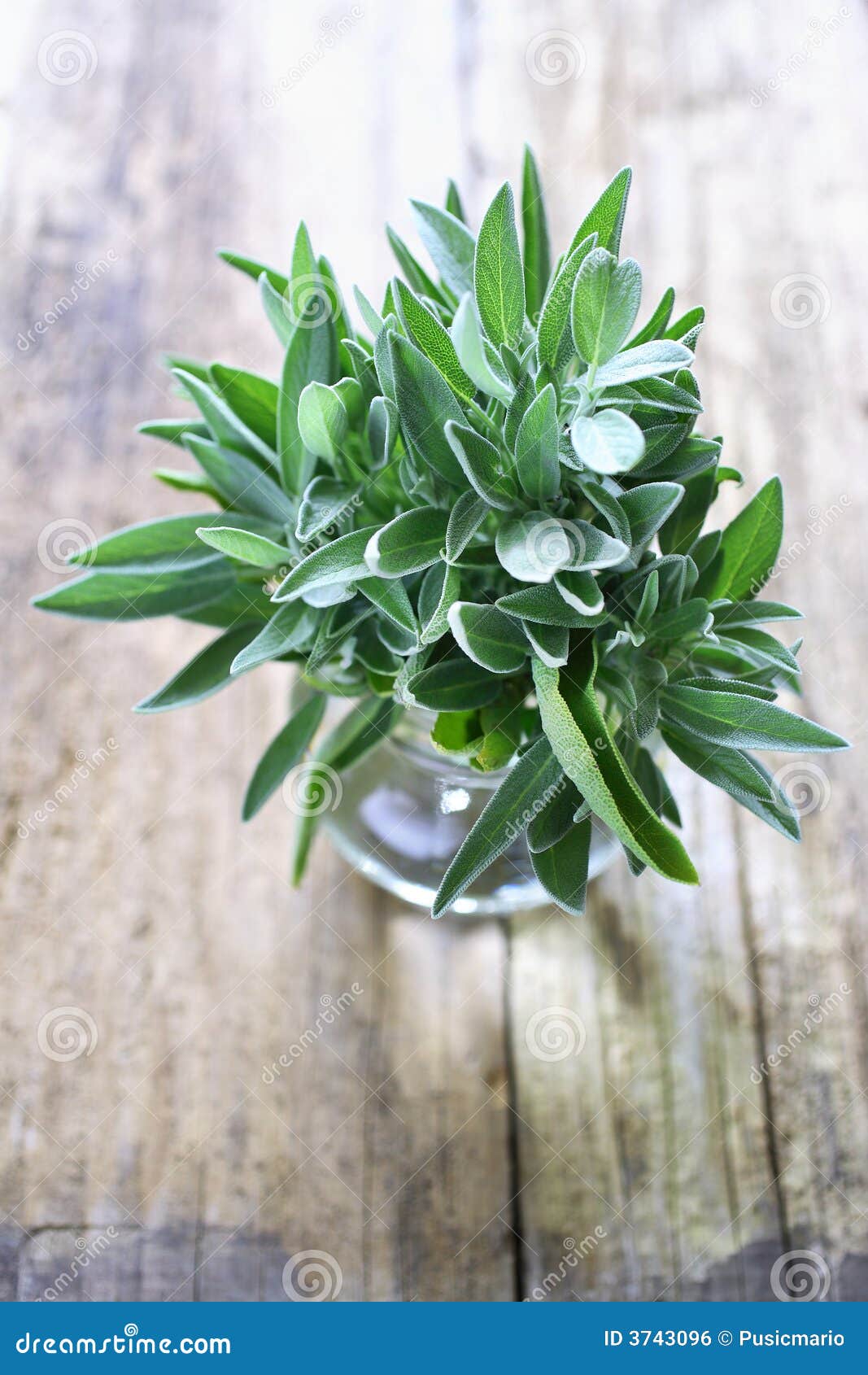 Fresh sage in water stock photo. Image of food, spice - 3743096