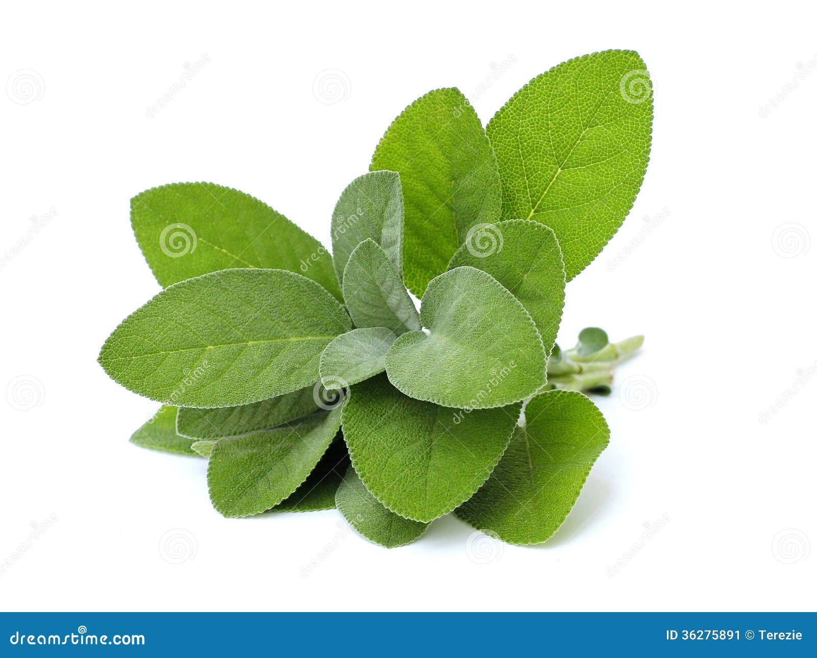 Fresh sage stock image. Image of background, aromatic - 36275891