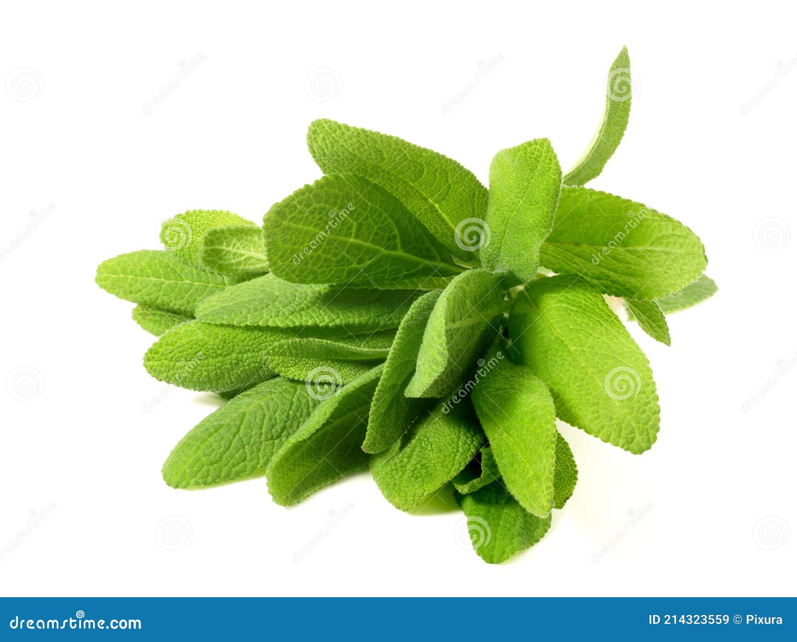 Fresh Sage on White Background - Isolated Stock Image - Image of nature ...