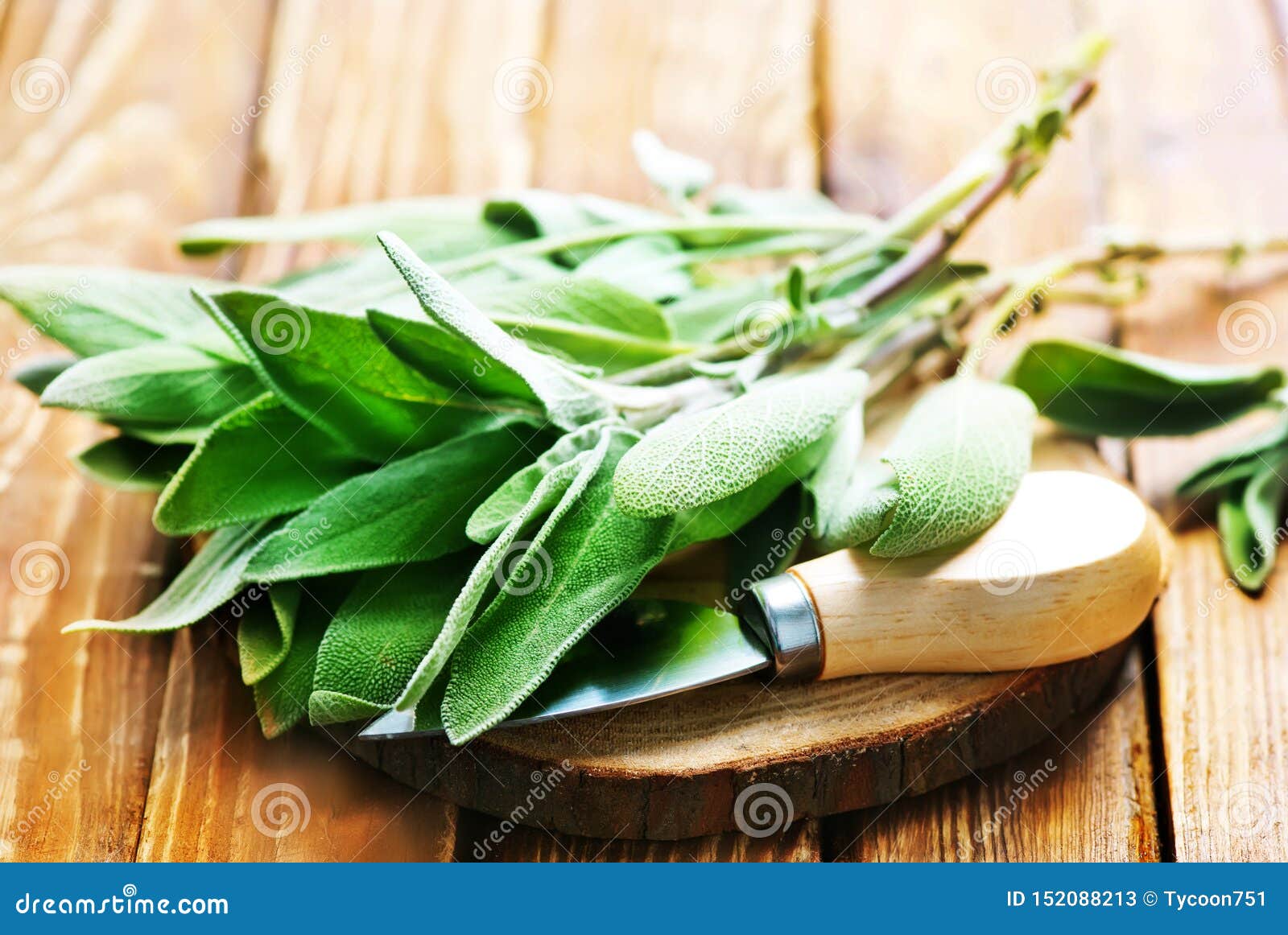 Fresh sage stock image. Image of healthy, cooking, cultivated - 152088213