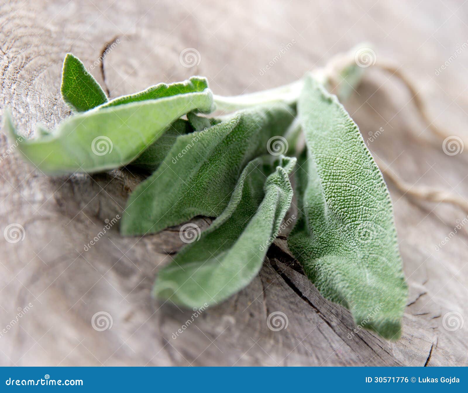 Fresh sage stock photo. Image of alternative, plant, aromatic - 30571776
