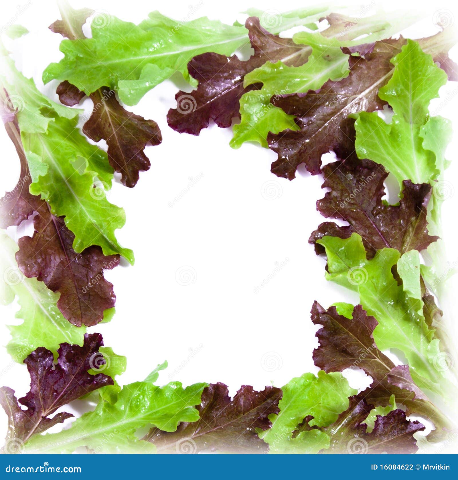 Fresh Salad Frame with Water Drops Stock Photo - Image of salad ...
