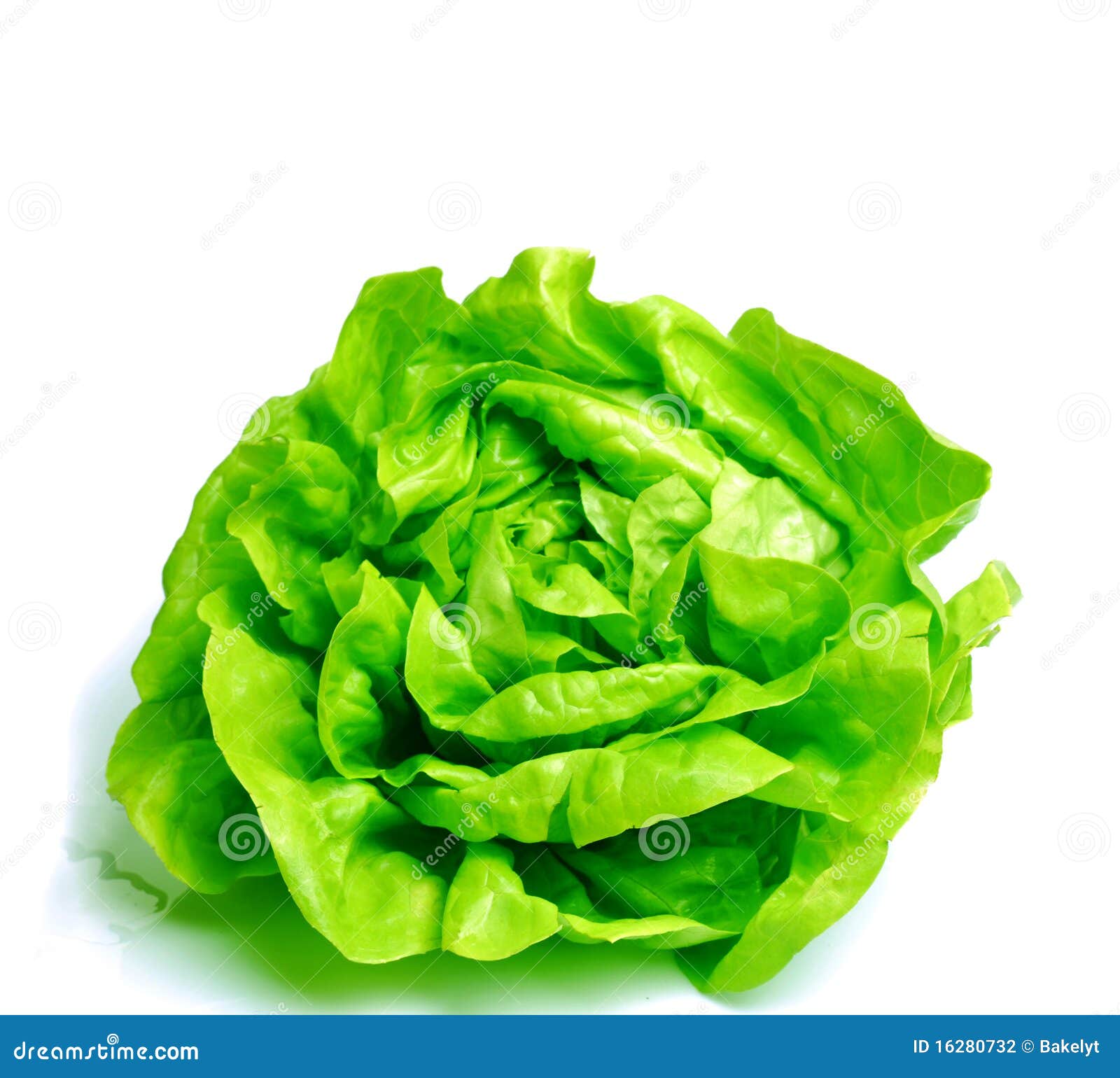 Fresh salad lettuce stock photo. Image of king, green - 16280732