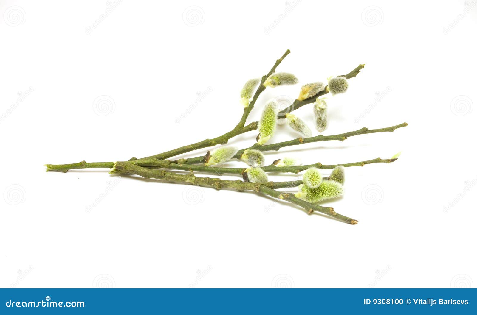 Fresh salix branches stock photo. Image of fuzzy, season - 9308100