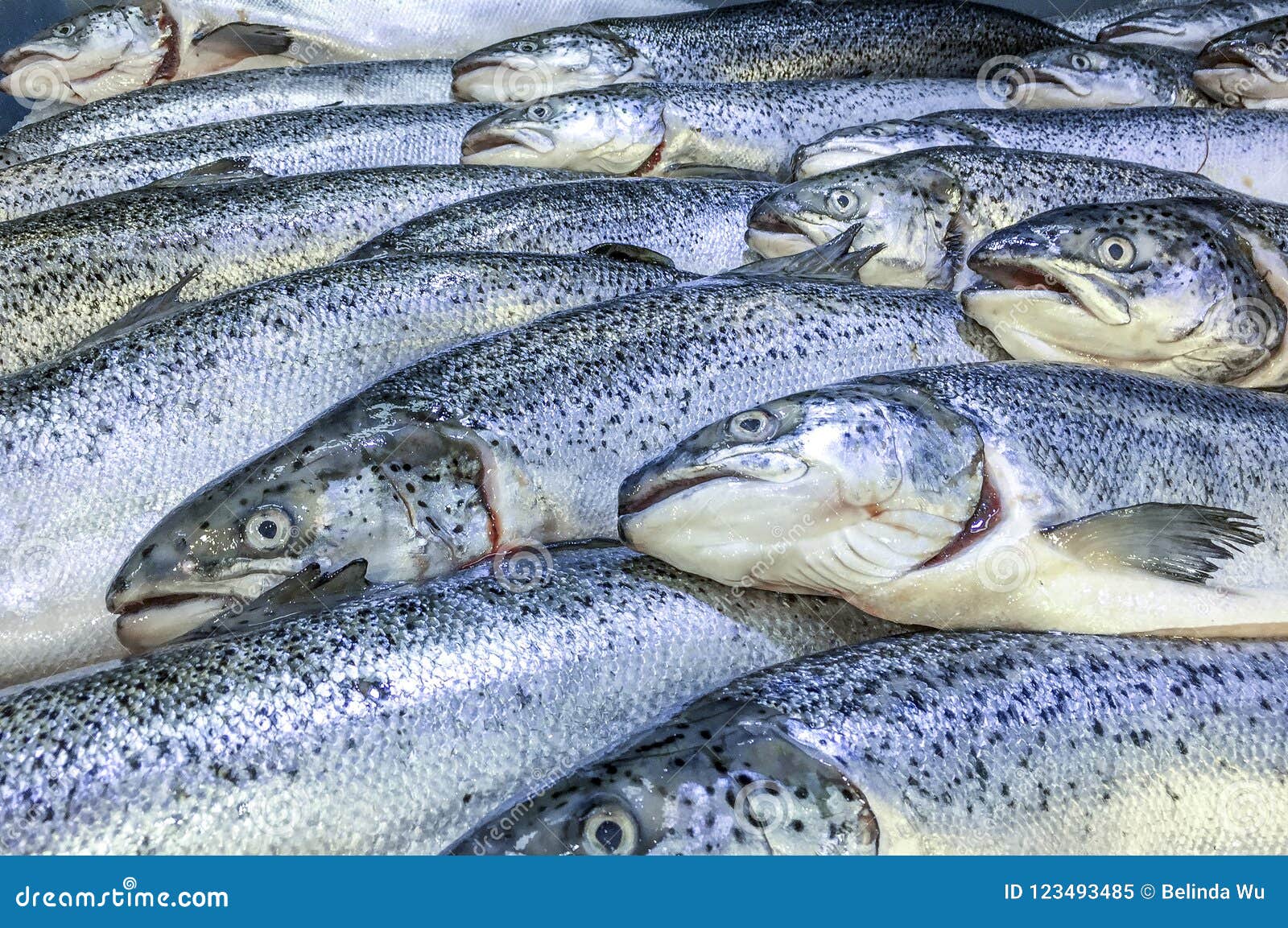 Fresh salmon fish stock image. Image of rows, head, fishing - 123493485