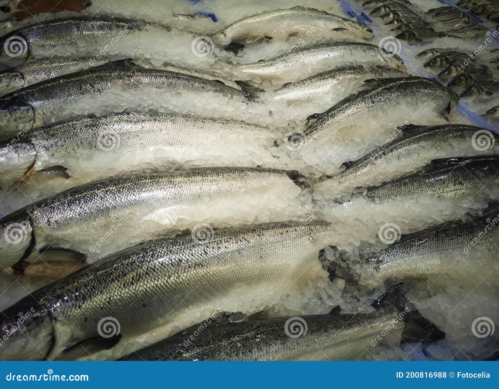 Fresh salmon fishmonger stock photo. Image of fisherman - 200816988