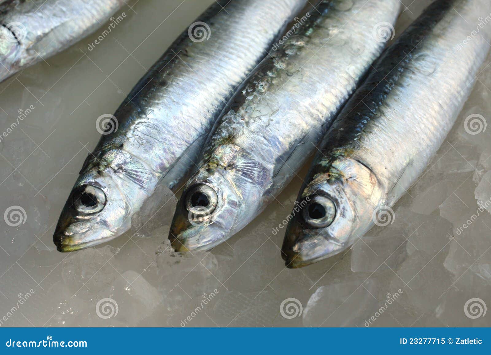 Fresh salt water Sardines stock image. Image of anchovy - 23277715