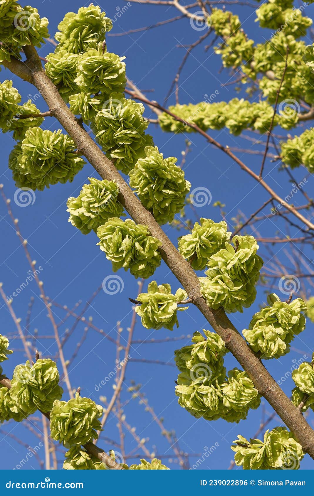 Ulmus Minor Tree in Springtime Stock Photo - Image of italy, deciduous ...