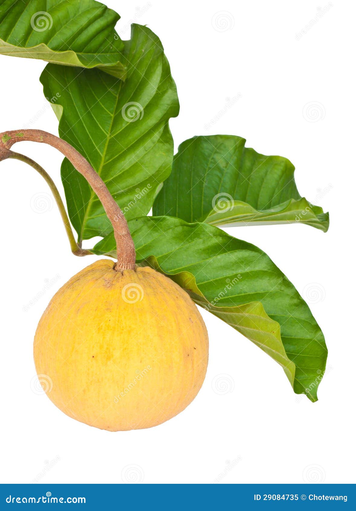 Fresh Santol on a Branch of it S Tree Stock Image - Image of nature ...