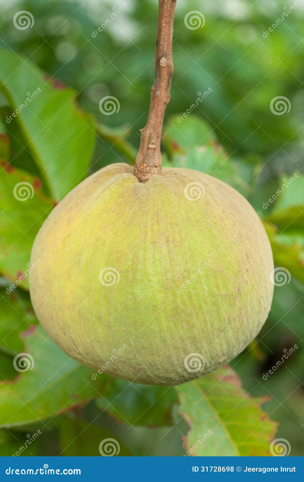 Fresh santol fruit on tree stock photo. Image of nutrition - 31728698