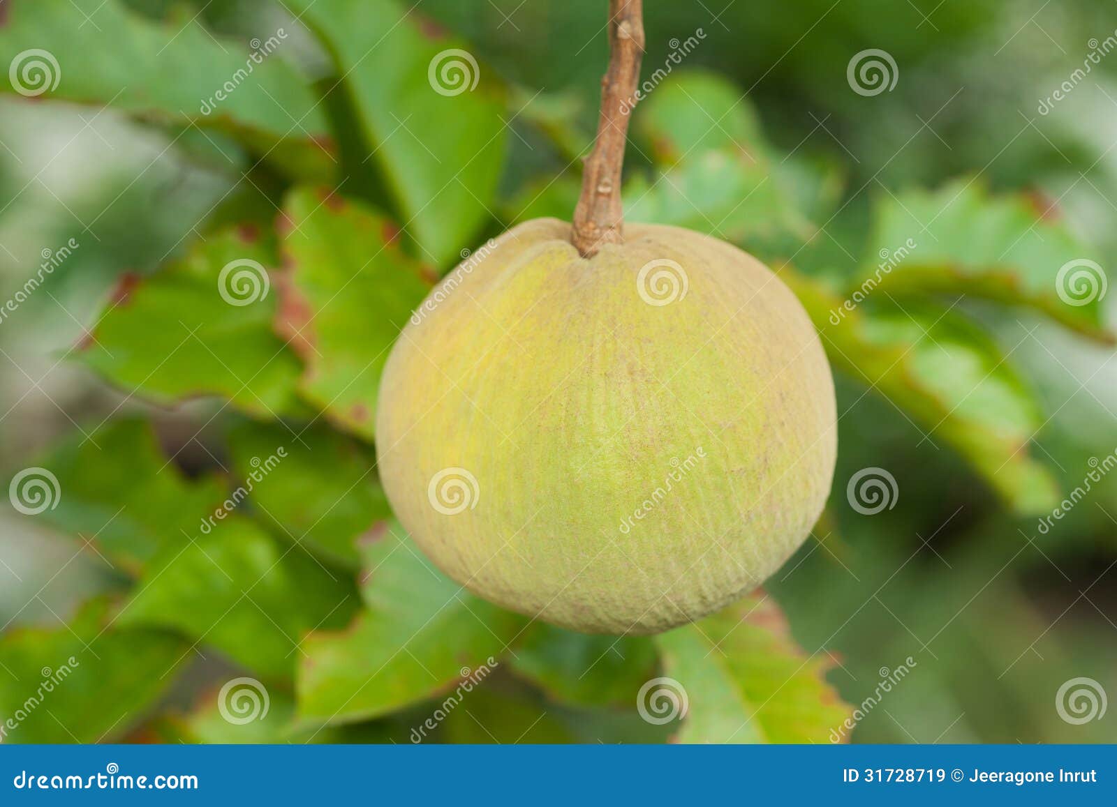 Fresh santol fruit on tree stock image. Image of delicious - 31728719