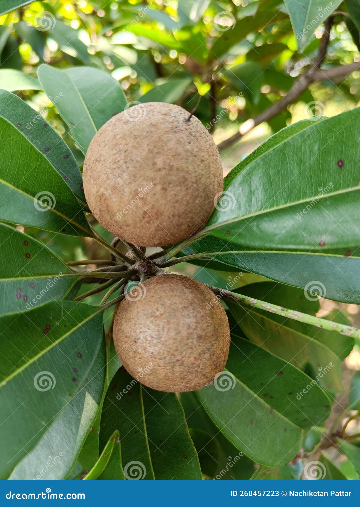 Fresh Sapodilla Fruit with Leaves on Tree Stock Image - Image of fresh ...