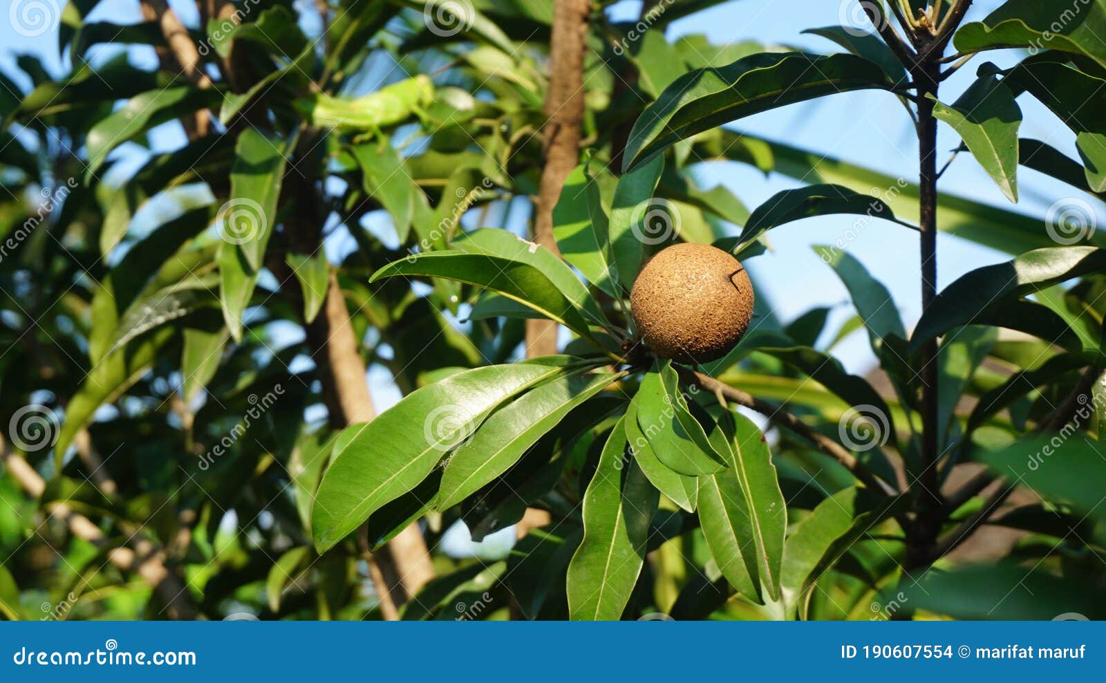 Fresh Sapodilla Fruit on Th Tree Stock Photo - Image of fresh ...