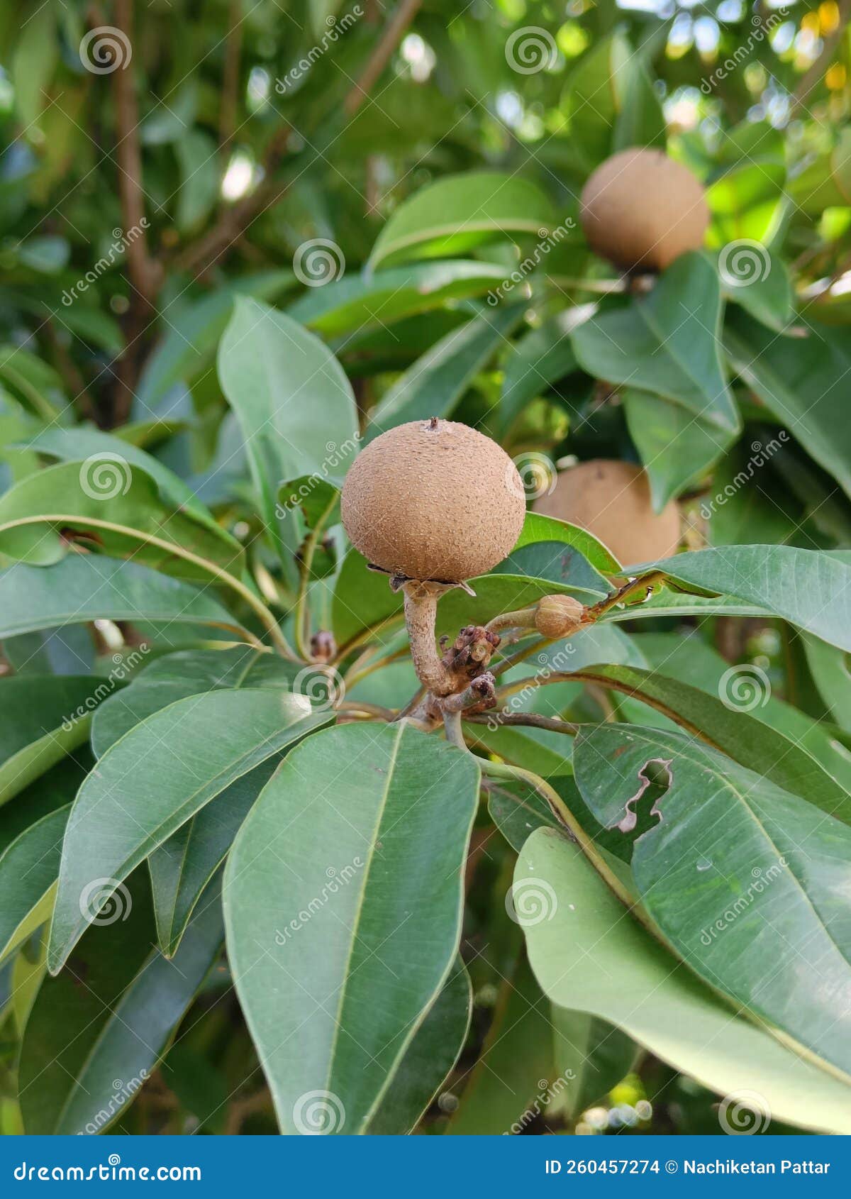 Fresh Sapodilla Fruit on Tree Stock Photo - Image of branch, garden ...