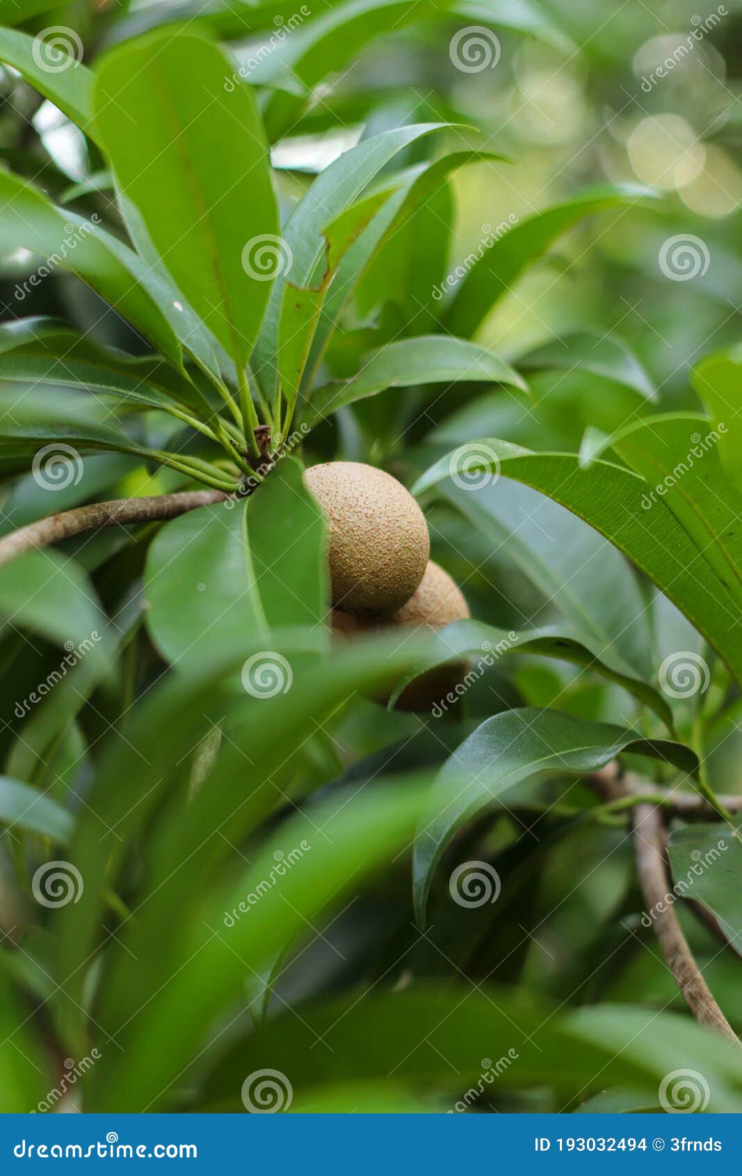 Fresh Sapodilla on the Tree Stock Photo - Image of sweet, garden: 193032494