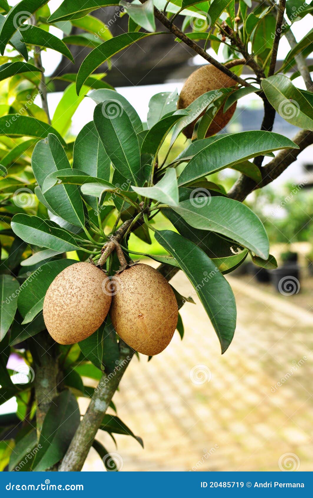 Fresh Sapodilla on the Tree Stock Image - Image of green, fruits: 20485719