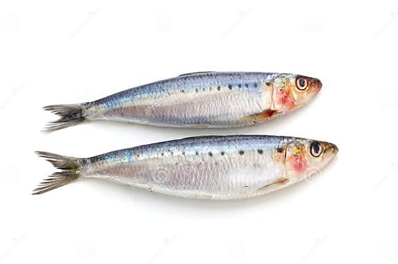 Fresh sardine fish stock image. Image of sardines, nice - 18086703