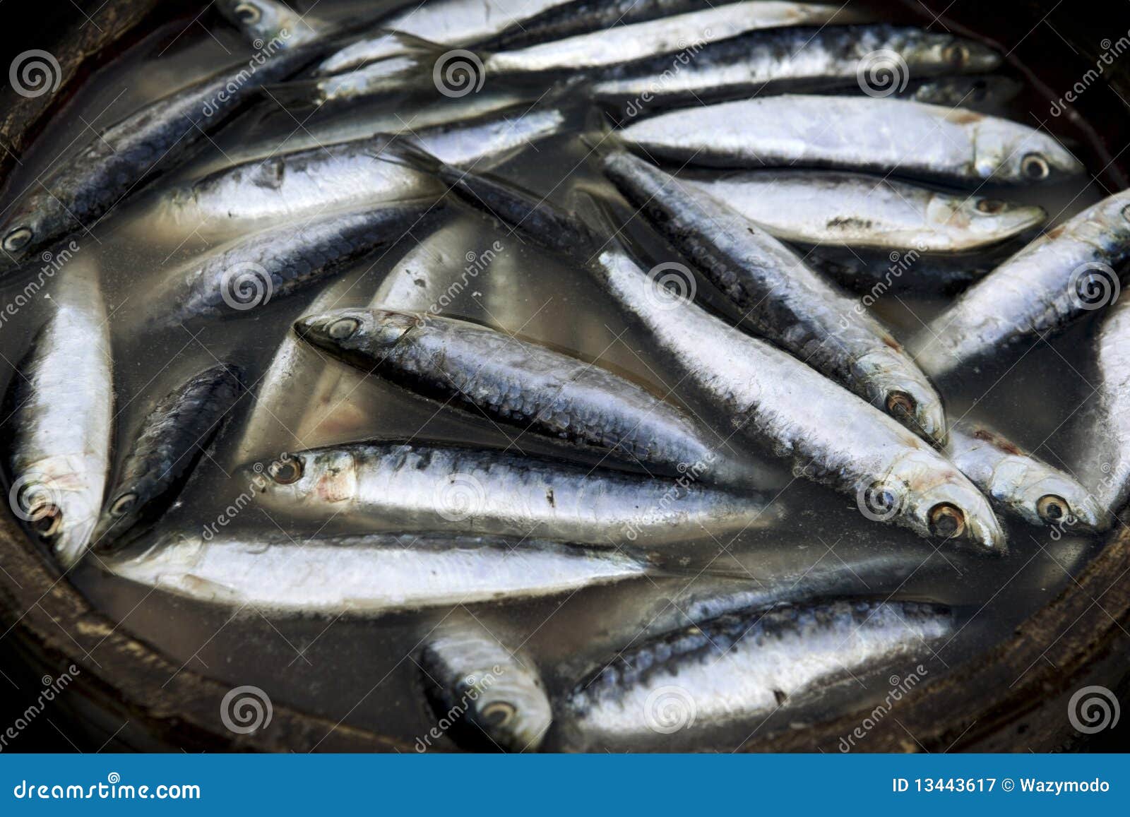 Fresh Sardines stock image. Image of side, oily, marine - 13443617