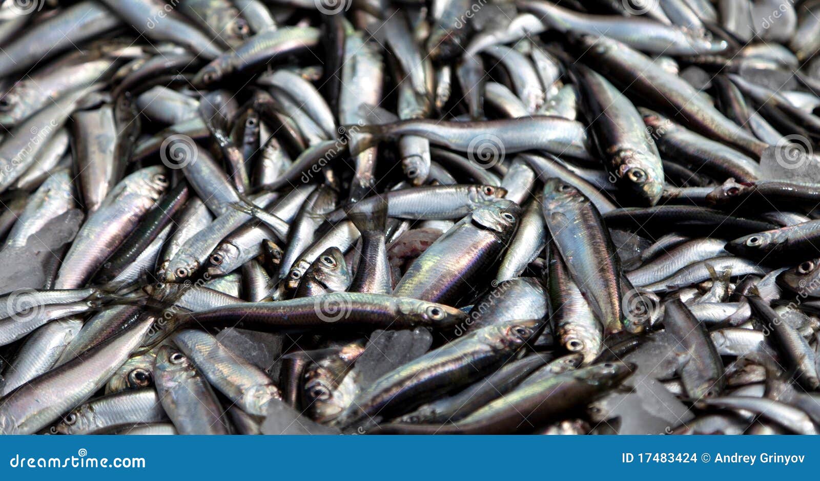Fresh sardines stock photo. Image of anchovy, market - 17483424