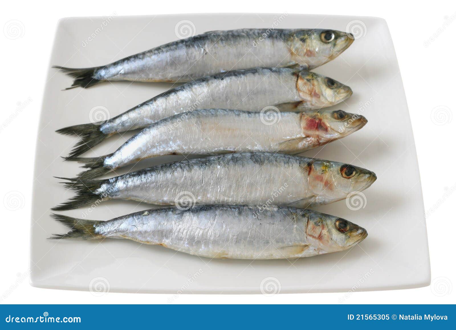 Fresh sardines stock image. Image of mediterranean, fish - 21565305
