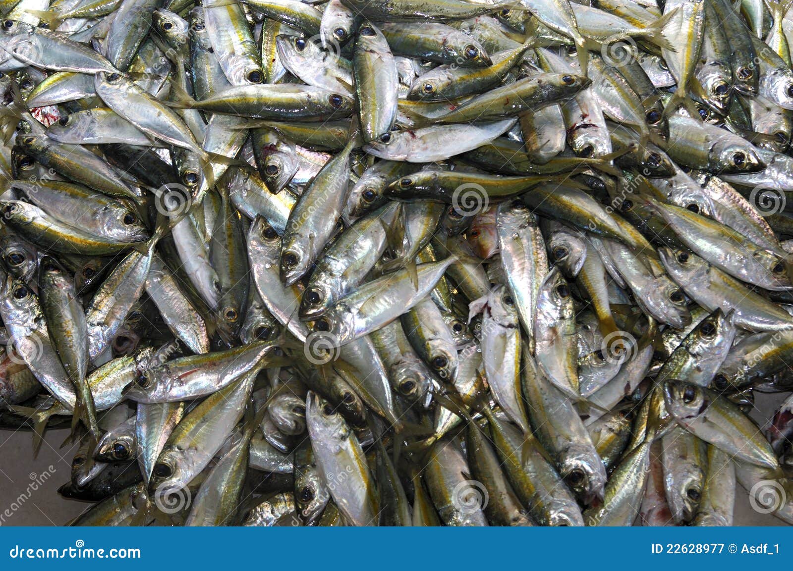 Fresh sardines stock image. Image of food, eating, bulk - 22628977
