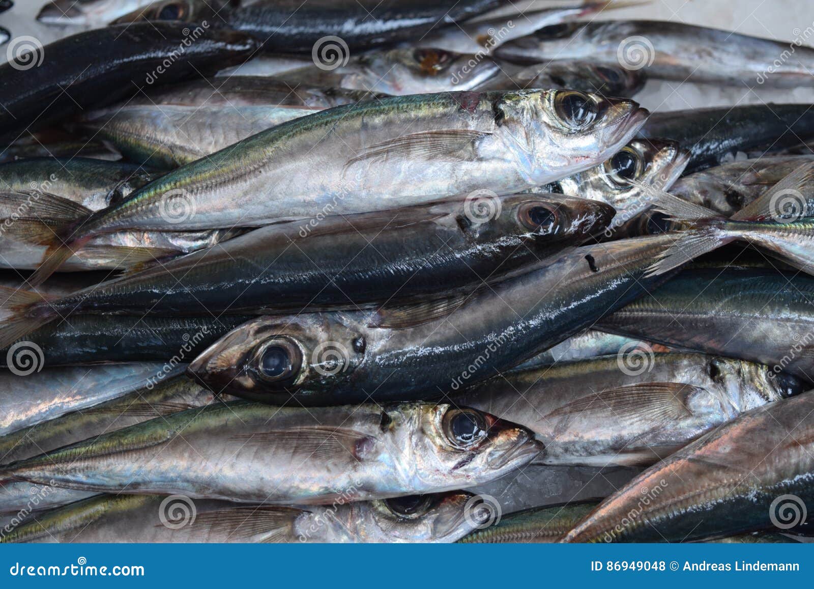 Fresh Sardines on the Fish Market Stock Photo - Image of fishing, food ...