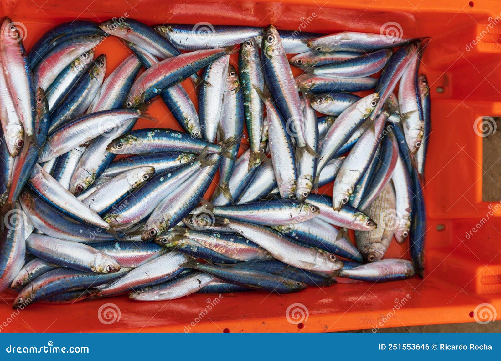Fresh sardines fish stock photo. Image of ocean, animal - 251553646