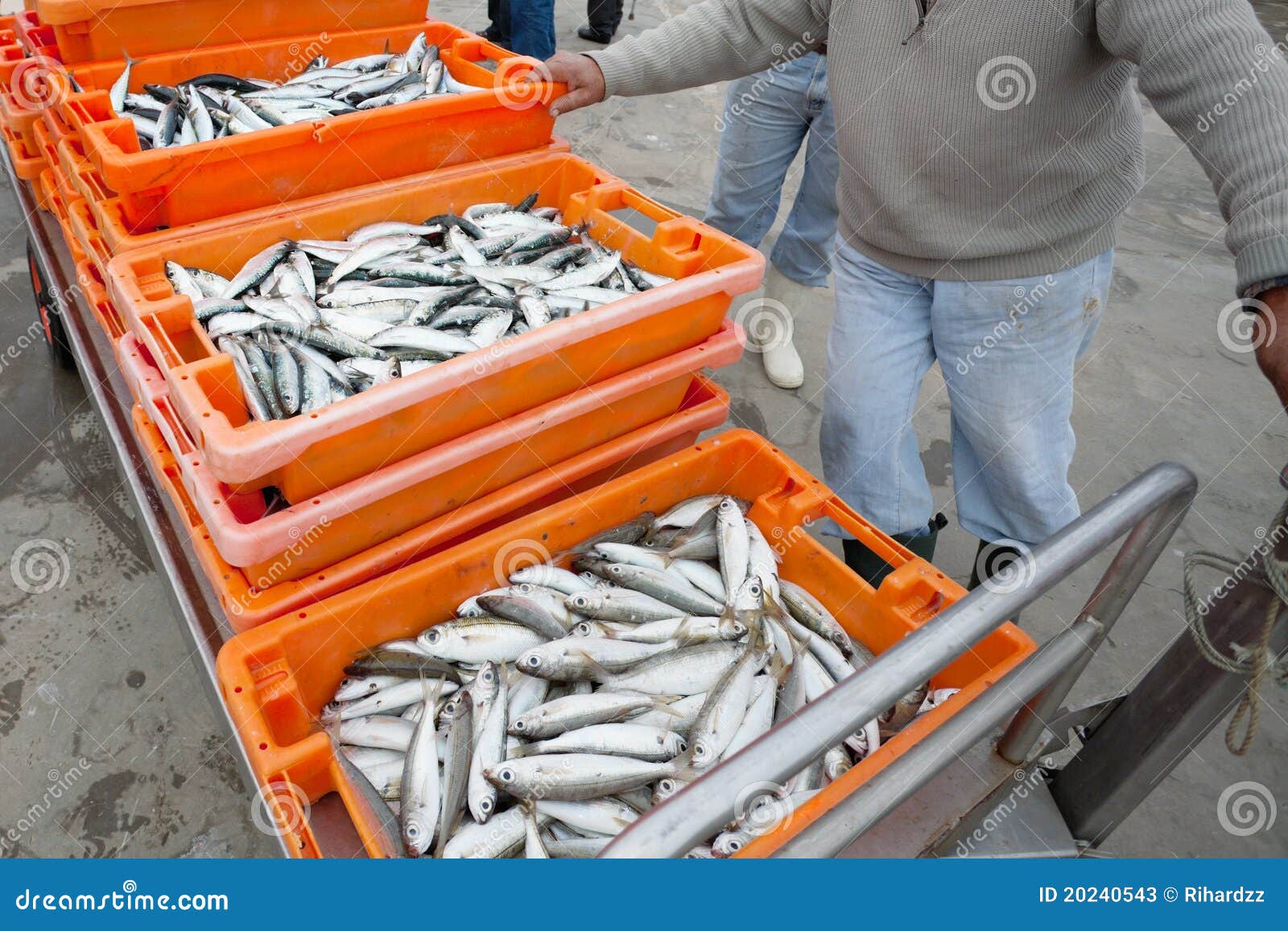 Fresh Sardines in Orange Box Stock Image - Image of edible, large: 20240543