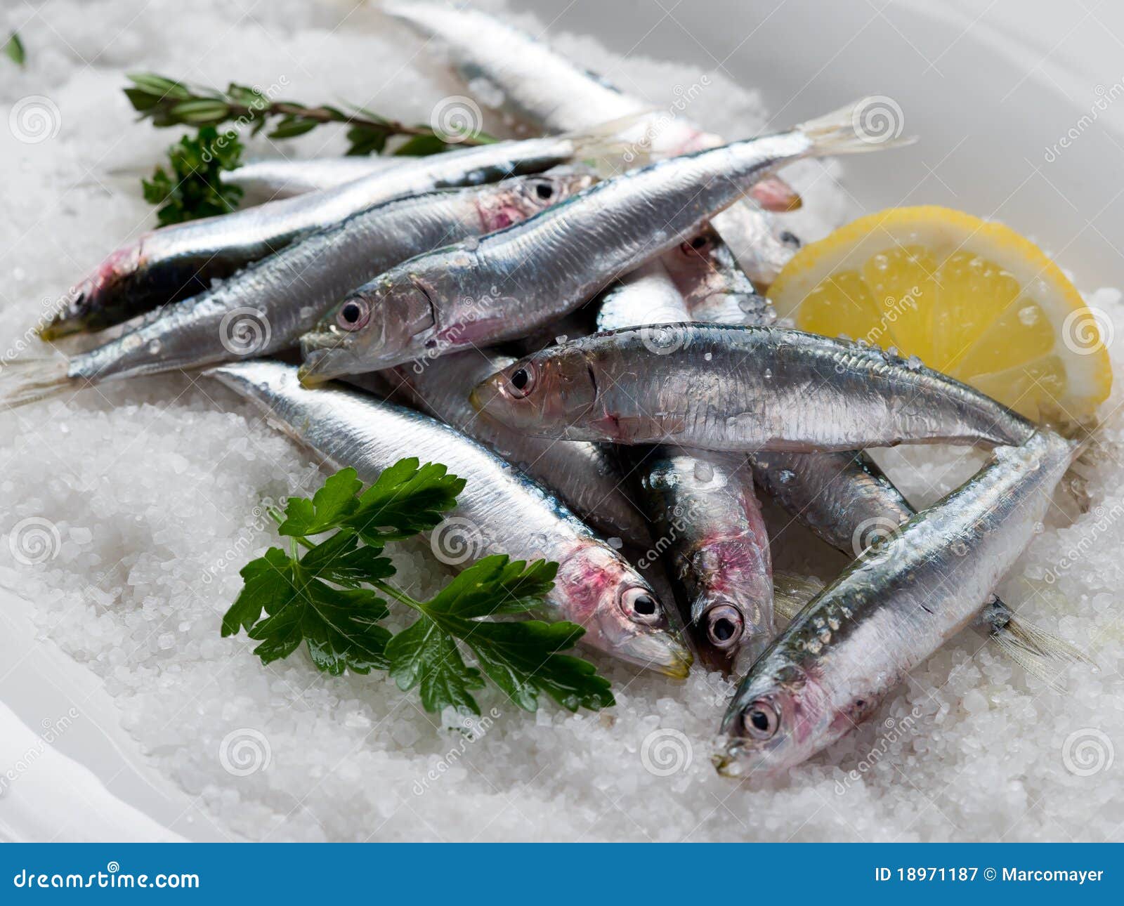 Fresh sardines over salt stock image. Image of blue, fish - 18971187