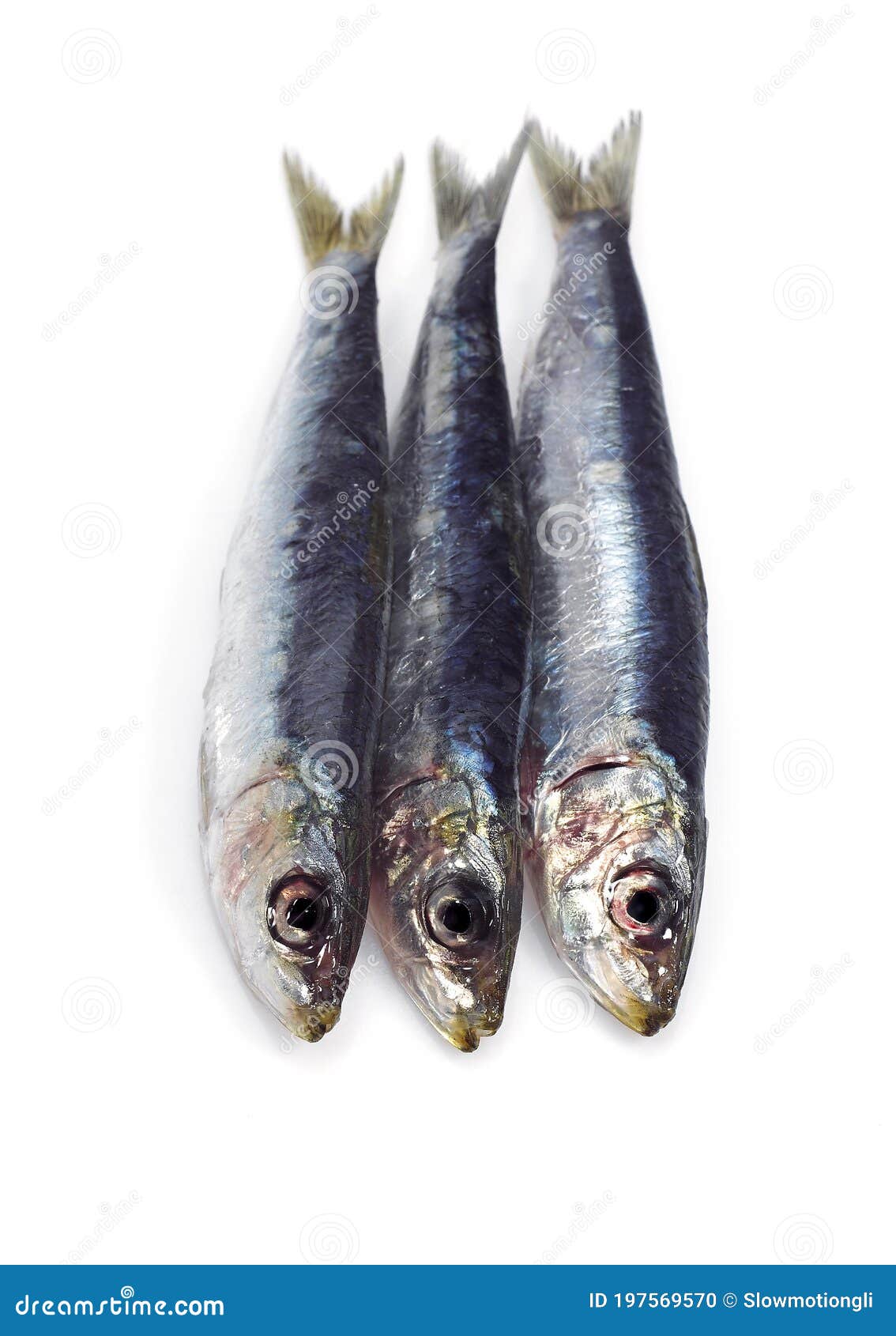Fresh Sardines, Sardina Sp. Against White Background Stock Photo ...