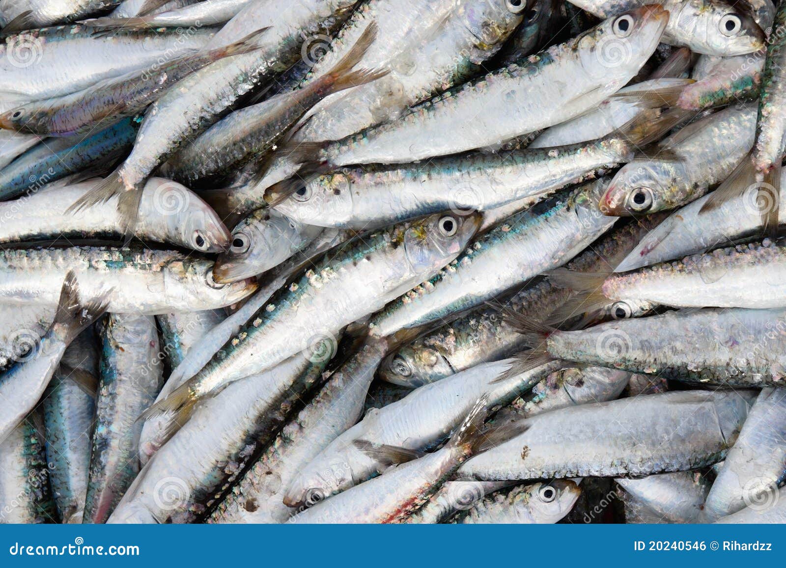 Fresh sardins in stock photo. Image of blue, gill, fishing - 20240546