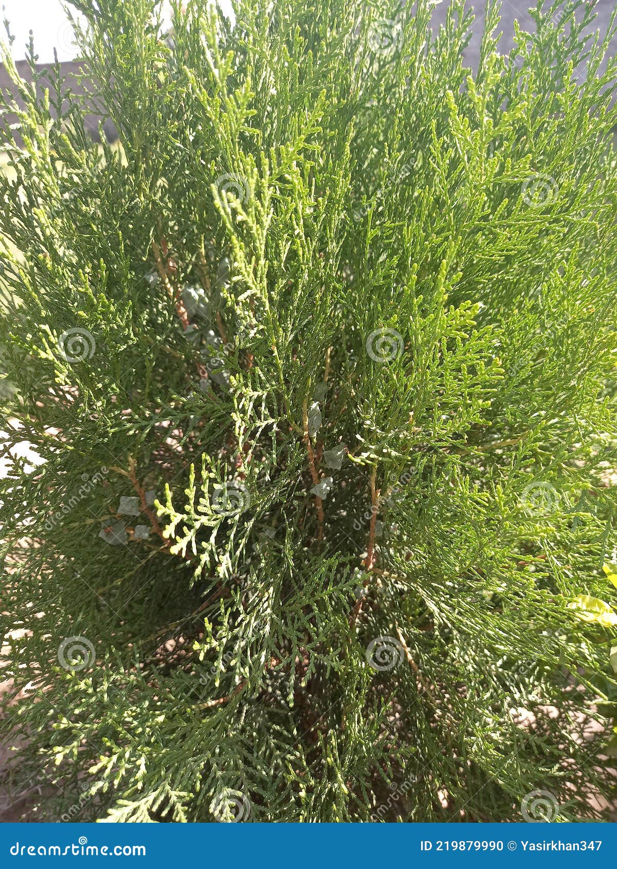 Saro Tree Stock Photos - Free & Royalty-Free Stock Photos from Dreamstime