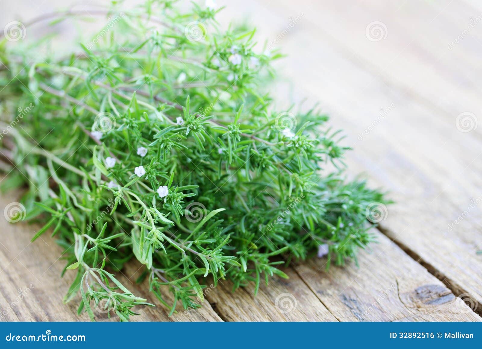 Fresh savory stock photo. Image of eating, branch, flower - 32892516