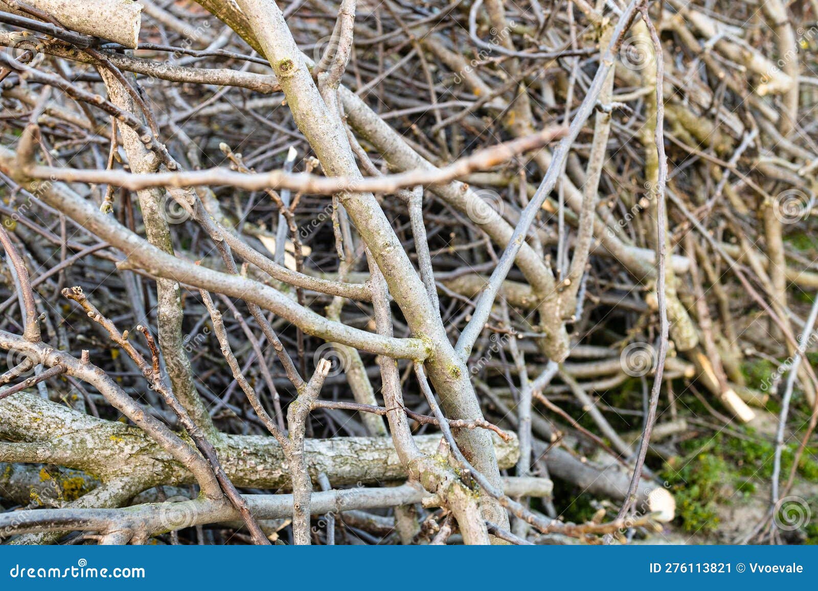 Fresh Sawn Branches of Walnut Tree at Ground Stock Image - Image of ...