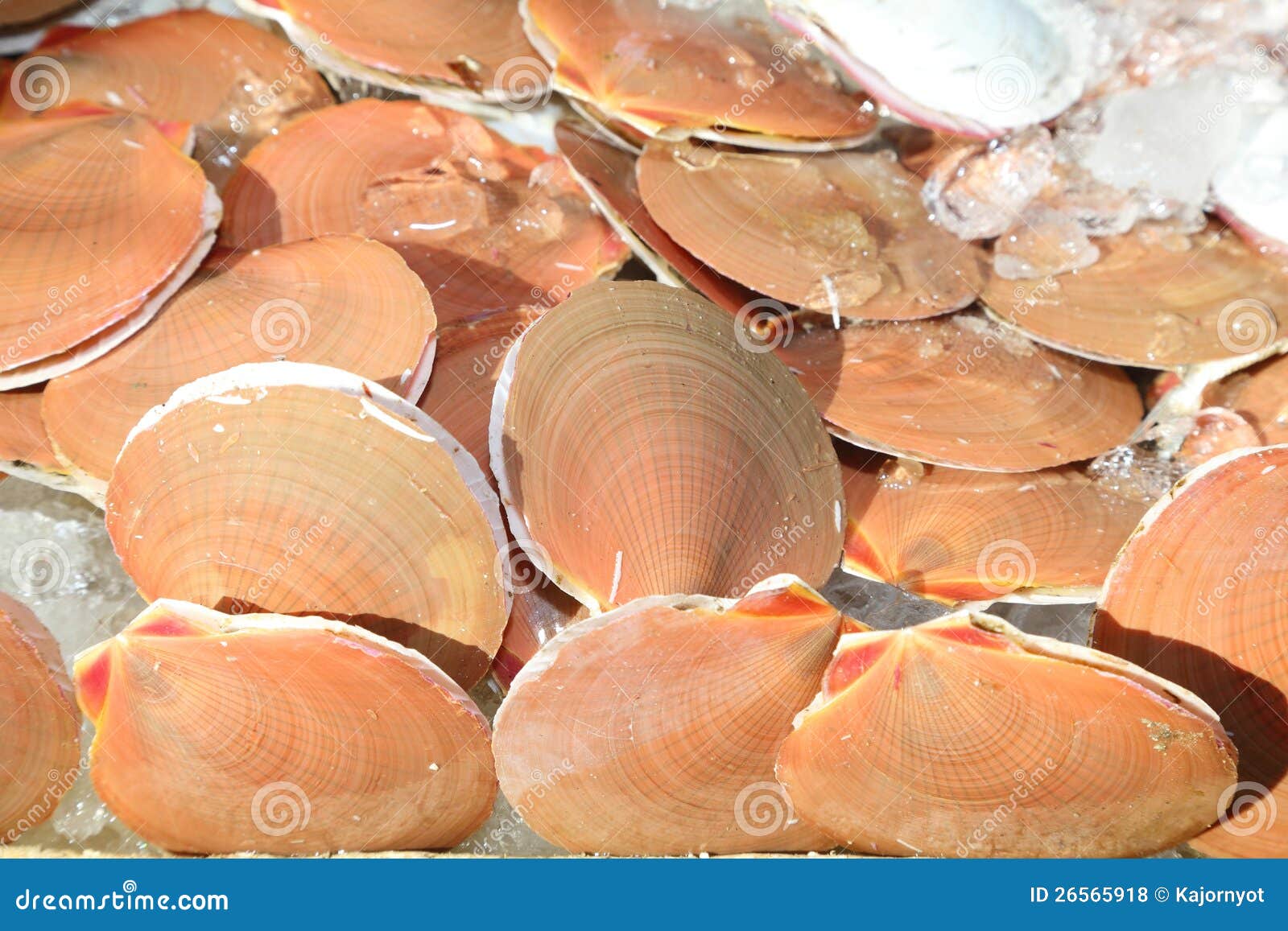 Fresh Scallop stock photo. Image of pectinidae, mollusk - 26565918