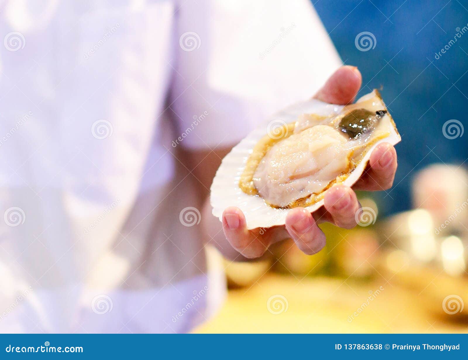 Fresh Scallop Shell on Hand Chef, Clean and Open Raw Scallop Stock ...