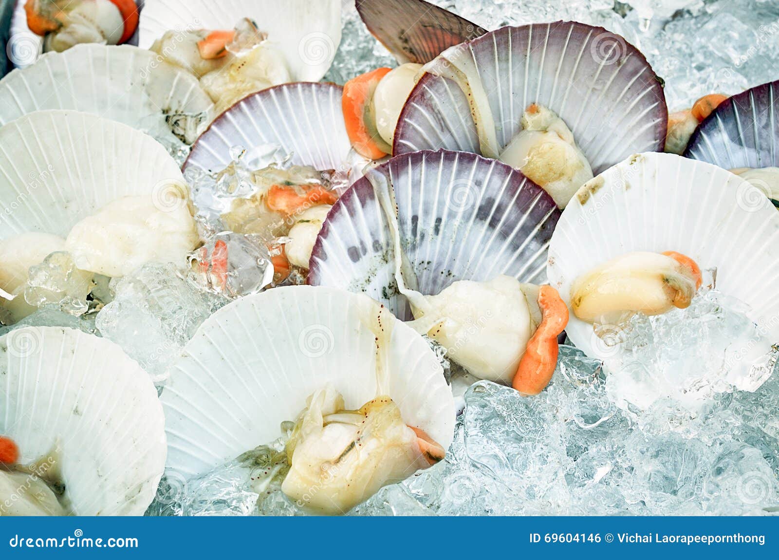 Fresh Scallop Shell on Ice in Seafood Market Stock Photo - Image of ...