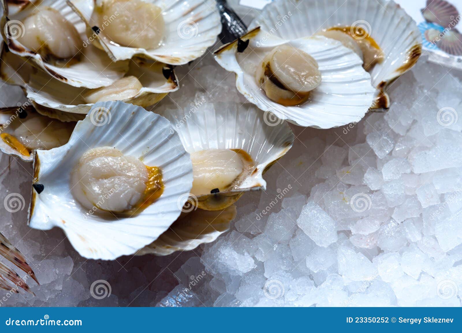 Fresh scallops stock photo. Image of scallop, shell, fishing - 23350252